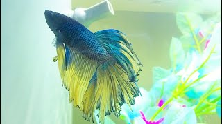 Is My Betta Fish Pregnant? | Signs, Myths & What You Need to Know