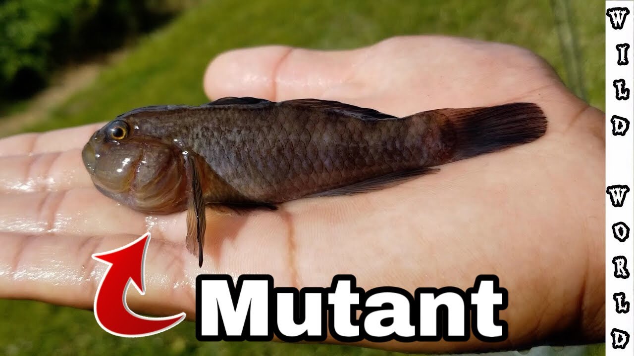 Mutant Fish Discovery Saltwater Microfishing Adventure