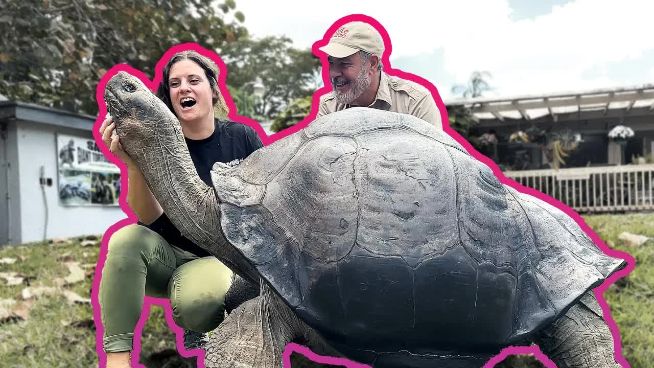 Hanging out with Adolf the 106 year old tortoise