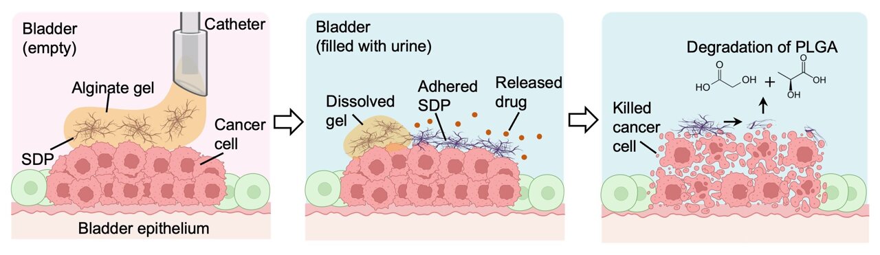 Gecko-inspired cancer therapy could lead to fewer side-effects, better ...