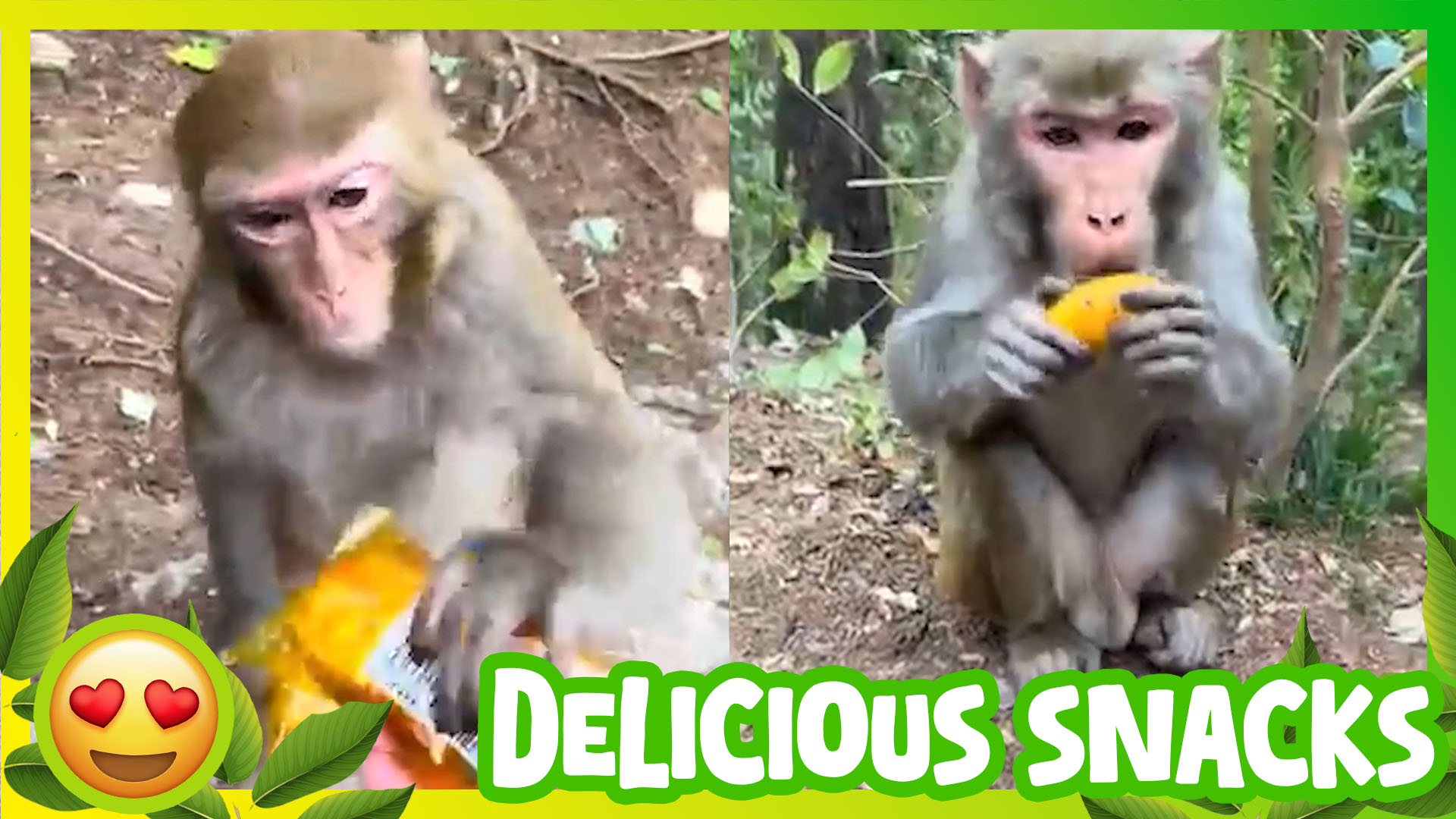 Monkey Enjoys Delicious Snacks