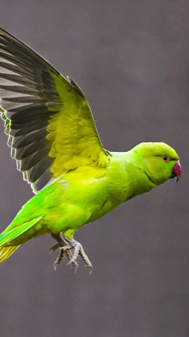 10 things to know before getting a pet Indian Ringneck Parrot