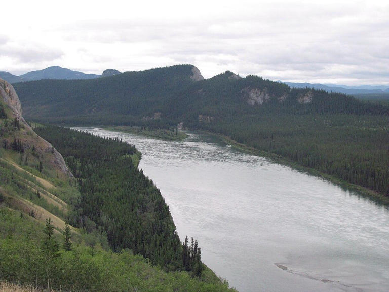 Descubre la taiga o bosque boreal: características, flora, fauna y ...