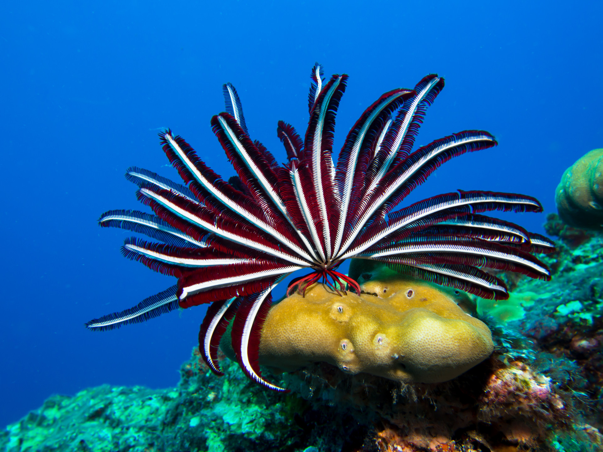 Bijzondere zeedieren: de verbazingwekkende wonderen van de diepe oceaan