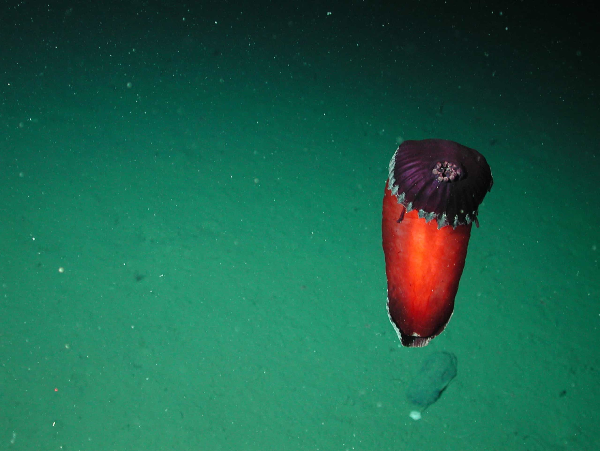 Bijzondere zeedieren: de verbazingwekkende wonderen van de diepe oceaan