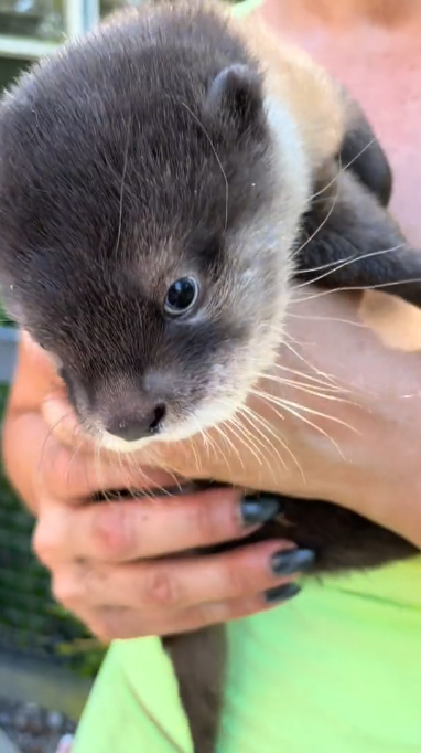 Too Cute to Handle This Pet Is Melting Hearts Everywhere