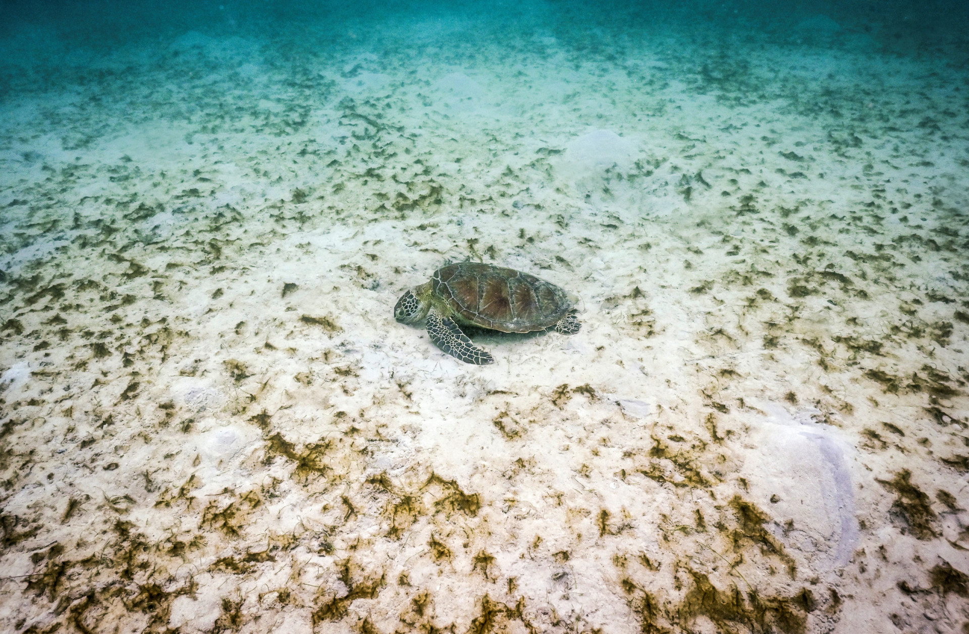 What is coral bleaching, and how can we stop it?