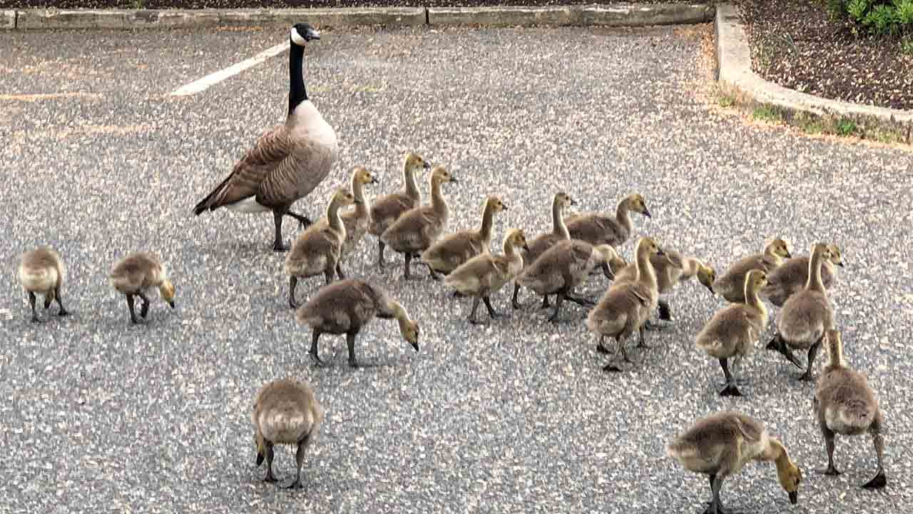 Driver runs over 7 geese on New Jersey road and police investigate case