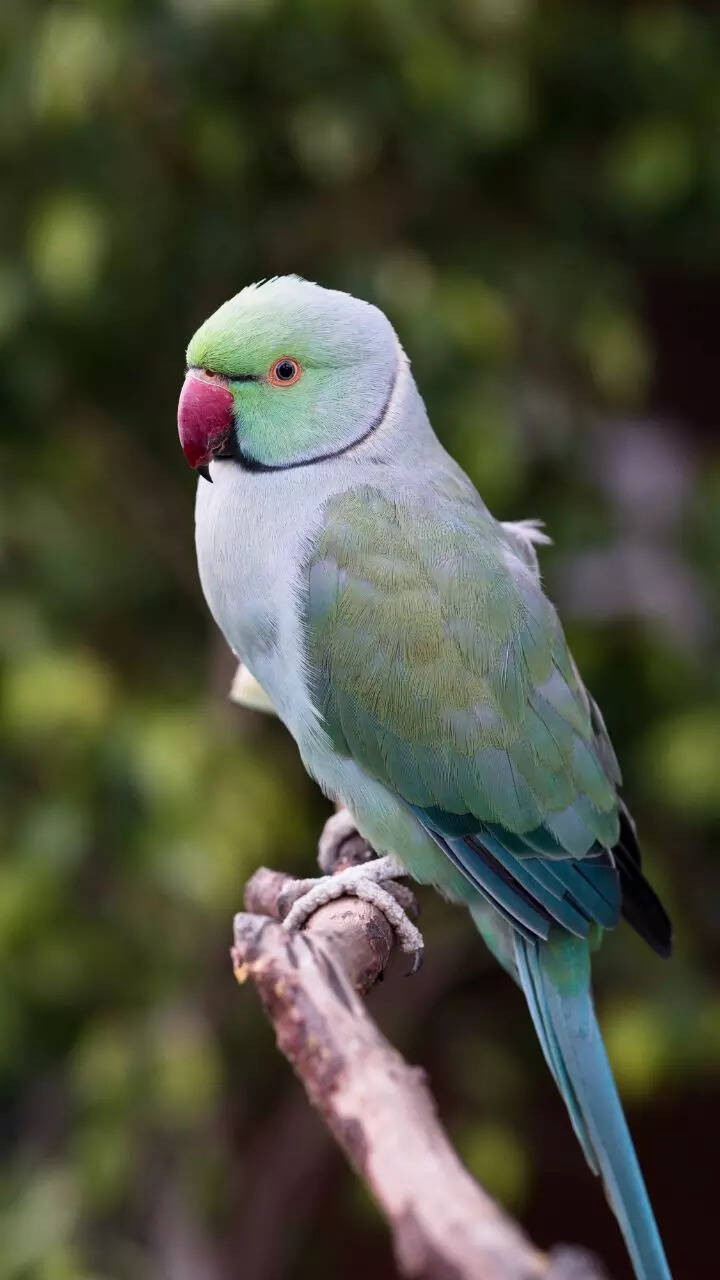 10 things to know before getting a pet Indian Ringneck Parrot