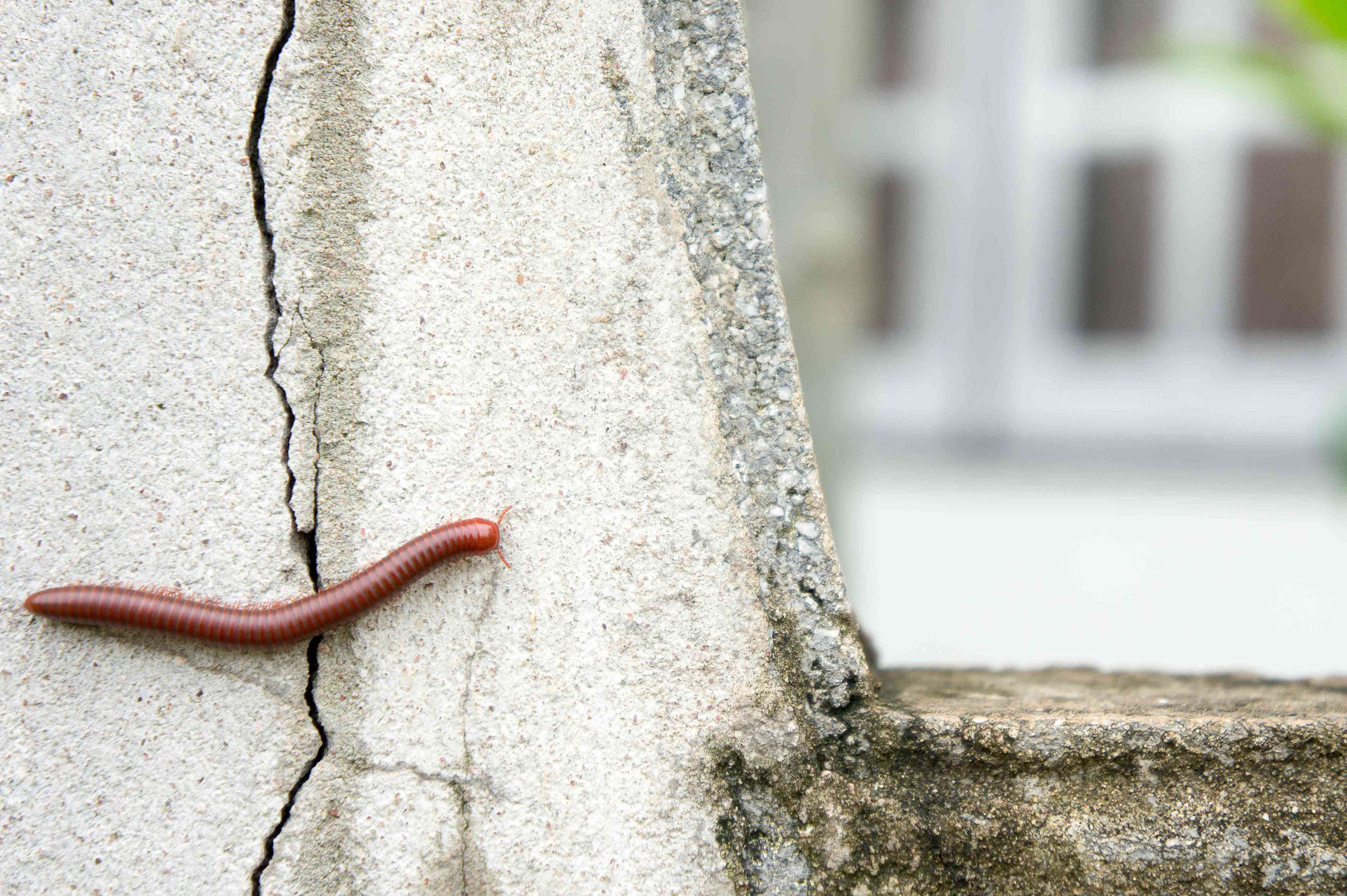How To Get Rid Of Millipedes In Your Home