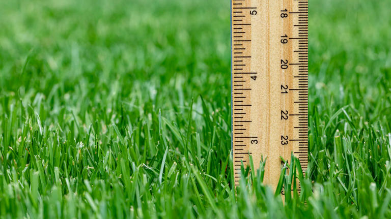 What Height Should You Mow Your Lawn In The Summer?