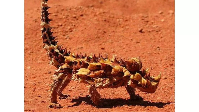 Jesus Christ lizard that walks on water, two headed snake and other ...
