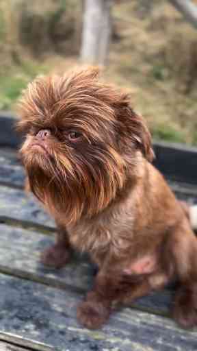 Sorry Not Sorry—This Dog’s Attitude Says It All