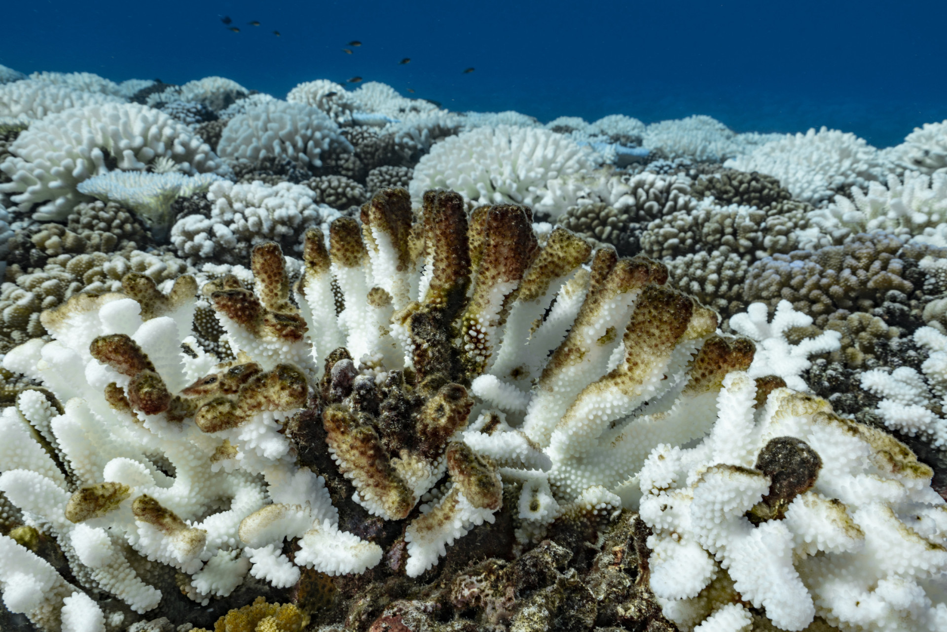 Great Barrier Reef suffers worst coral loss in 40 years