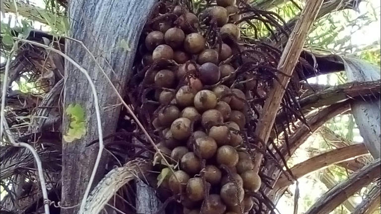 Coyol: Descubre la fruta exótica, sus beneficios, propiedades y usos en ...