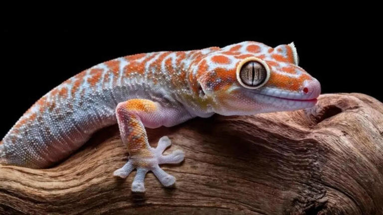 Jesus Christ lizard that walks on water, two headed snake and other ...