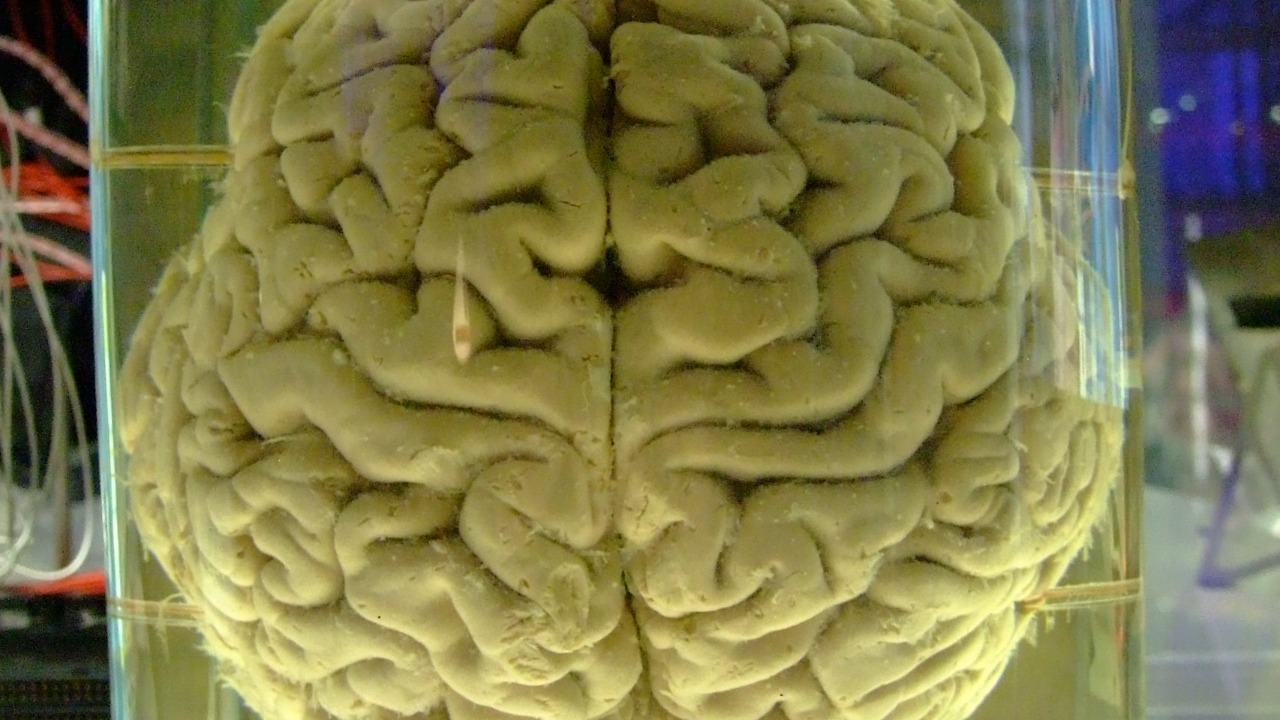 Lab-grown brain tissue began forming memories