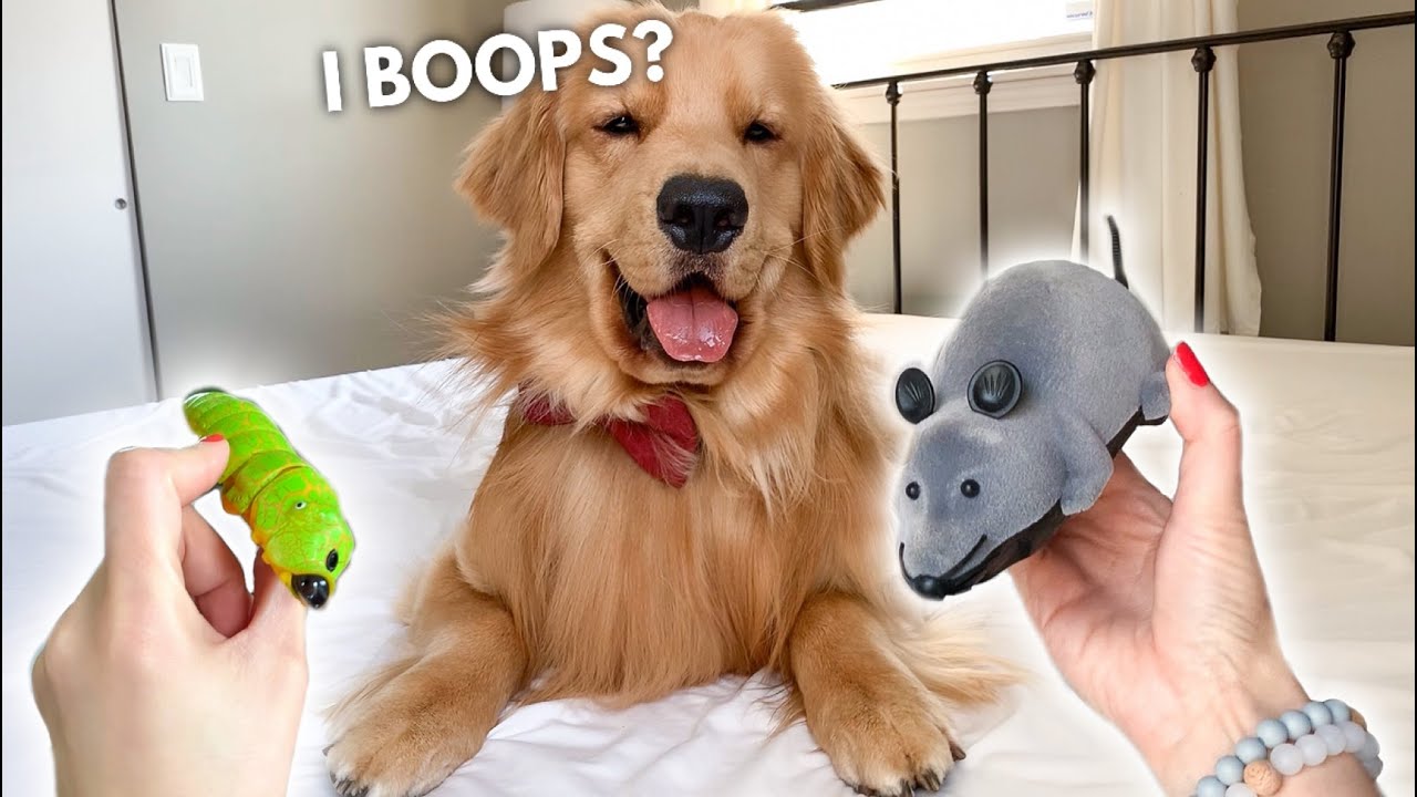 😂 Funny Golden Retriever Reacts to Giant Mouse – “Do I Boop It?” 🐶🐭