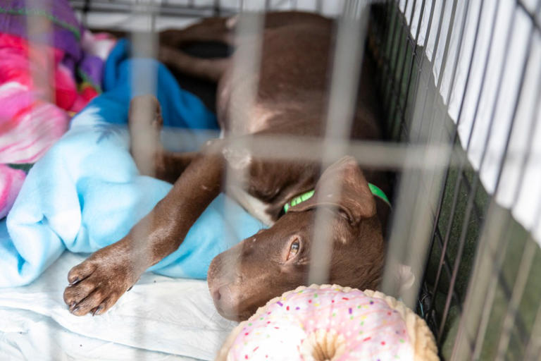 Texas animal rescue group helps ‘influx’ of missing dogs and cats as ...