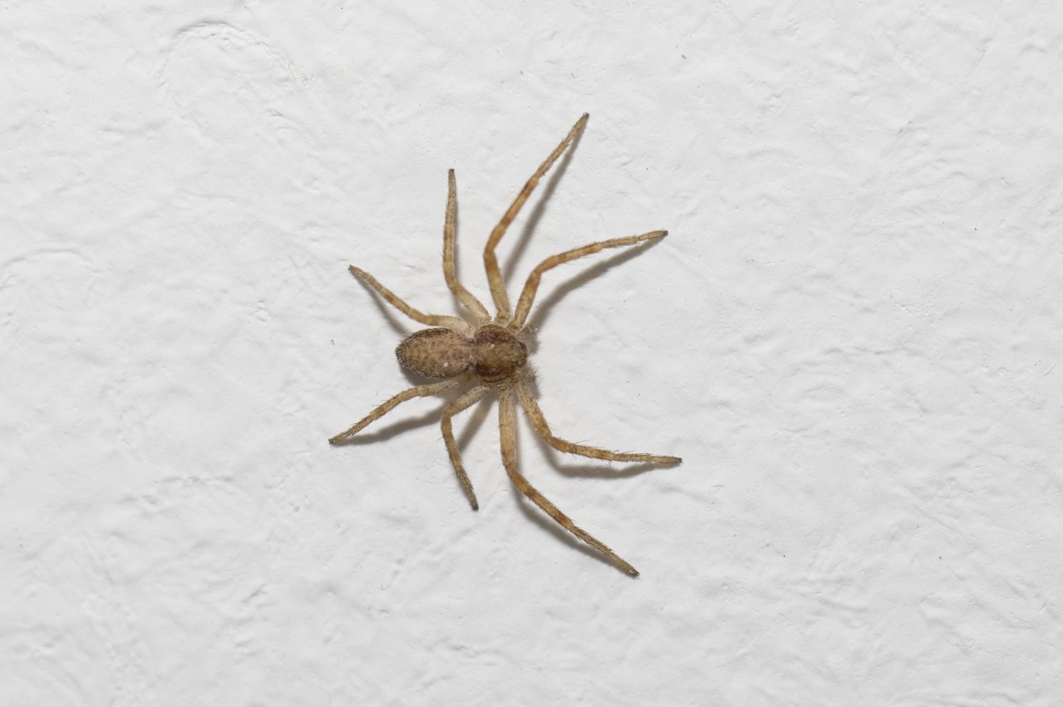 10 of the Most Common Types of House Spiders