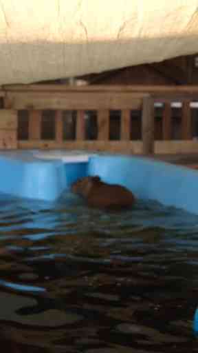 Cheesecake the Capybara Aquatic Antics Captured with a New Camera