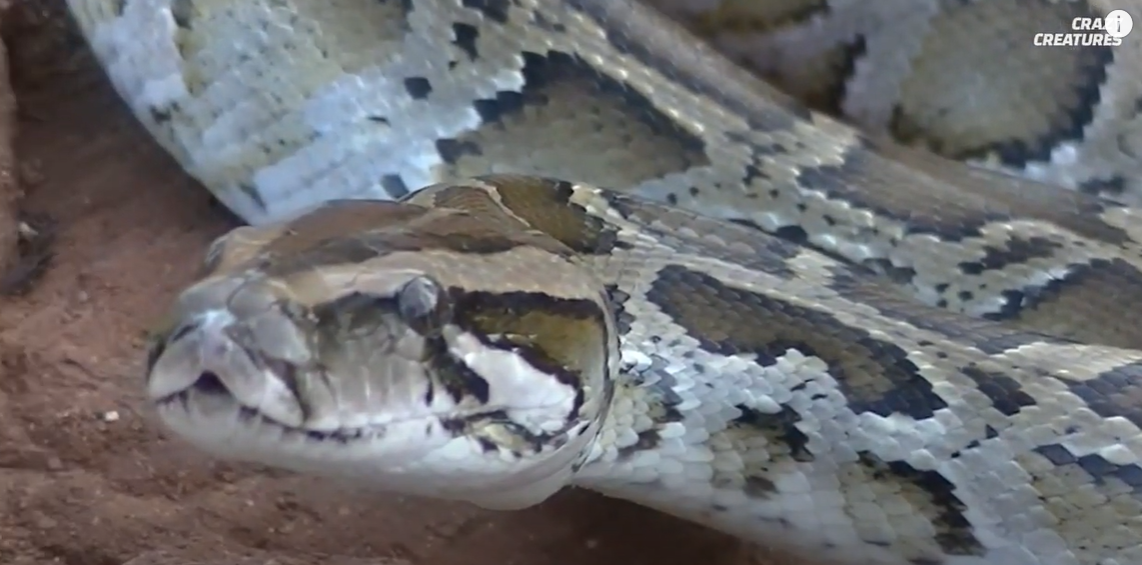Inside the Discovery of a 215lb Python in the Florida Everglades