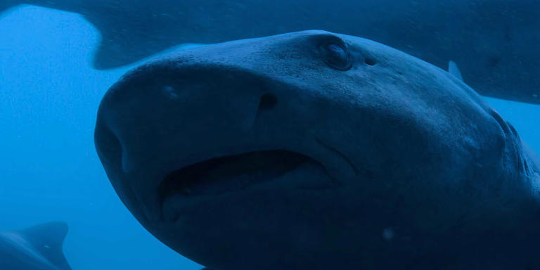 Netflix's New Shark Show Climbs Streaming Charts As Platform Emerges As ...