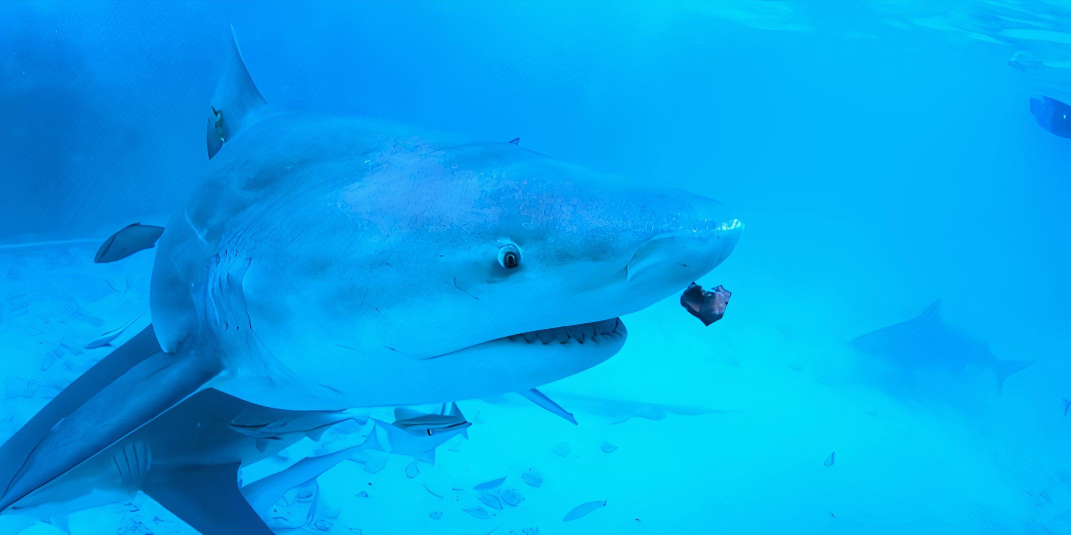 Netflix's New Shark Show Climbs Streaming Charts As Platform Emerges As ...