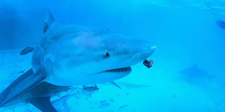 Netflix's New Shark Show Climbs Streaming Charts As Platform Emerges As ...
