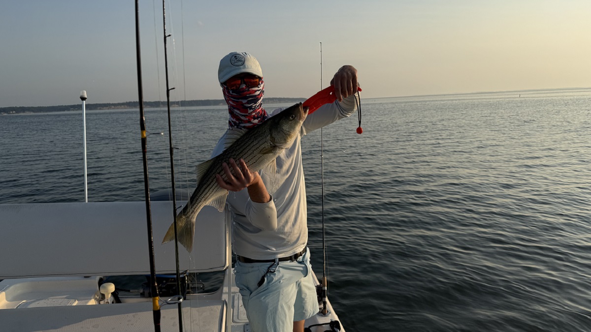 Bluefish Blitz Chesapeake Bay, Stripers Thrive