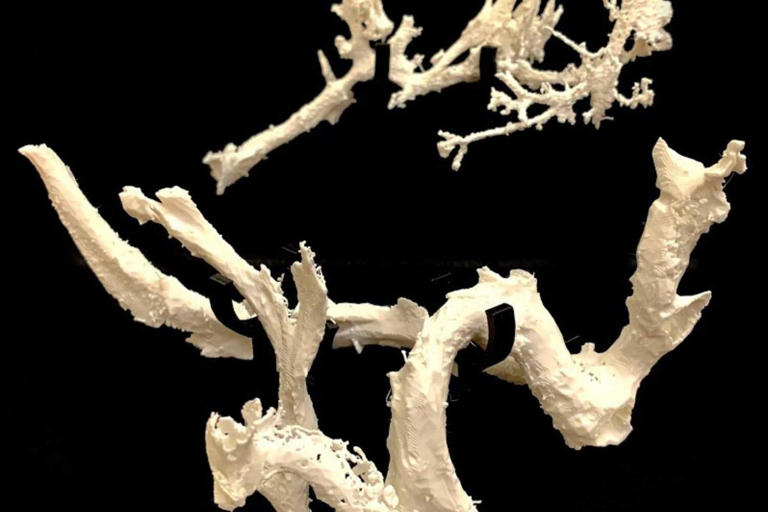 Rare T rex blood vessels found in fossil show how dinosaurs healed injuries