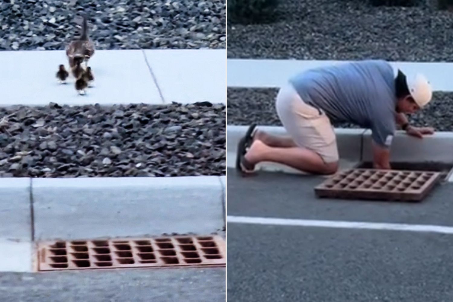Family Saves Ducklings from Storm Drain as Frantic Mama Duck Watches ...
