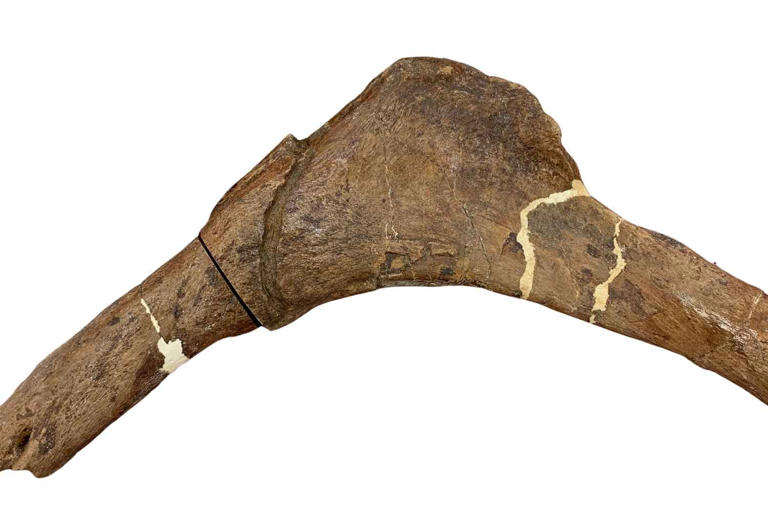 Rare T rex blood vessels found in fossil show how dinosaurs healed injuries