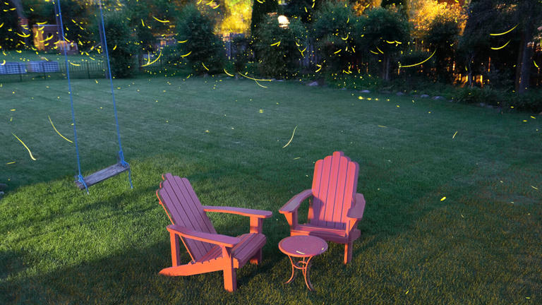 Fireflies vs. lightning bugs: Let us know what you call them by taking ...