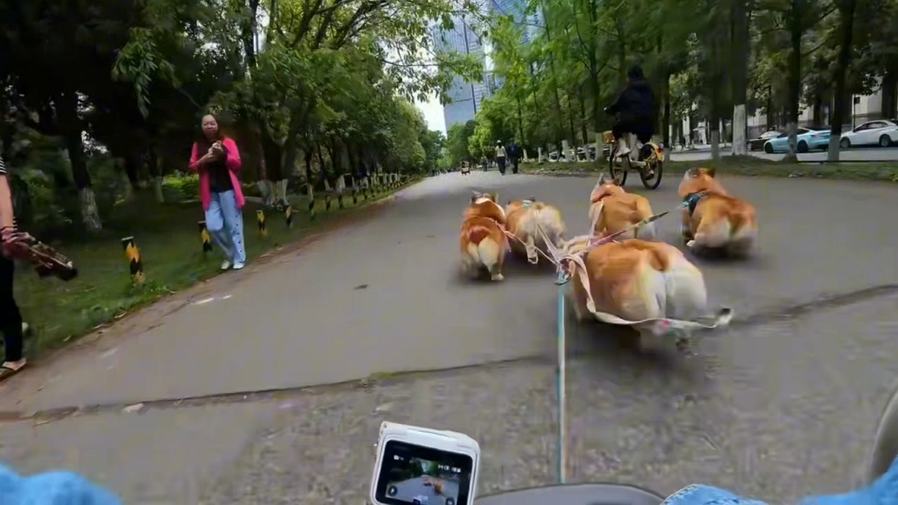 Five corgis pull a cart through park in Sichuan, China
