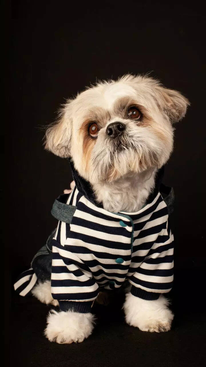10 pet dog breeds perfect for first-time owners