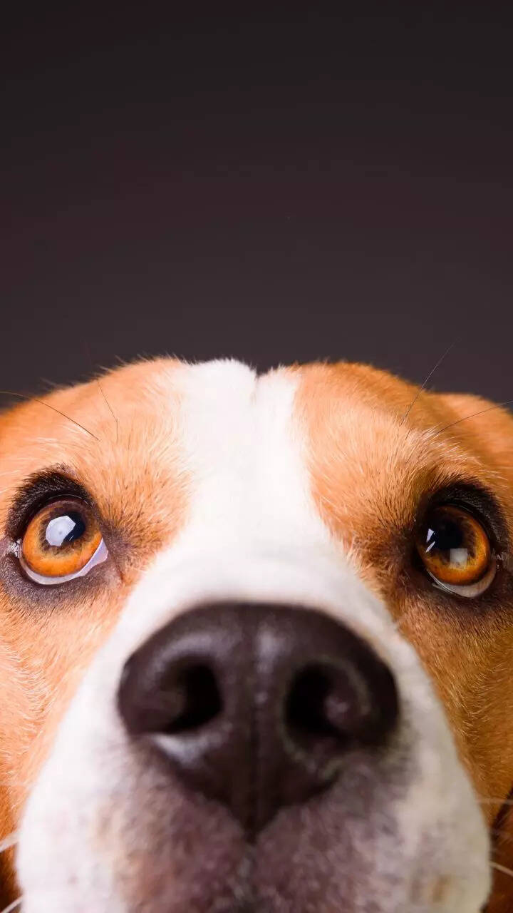 10 pet dog breeds perfect for first-time owners