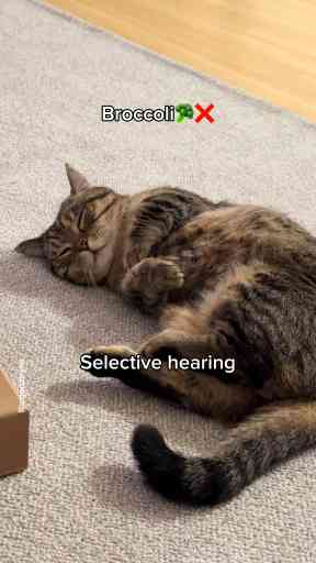 Understanding Selective Hearing in Cats