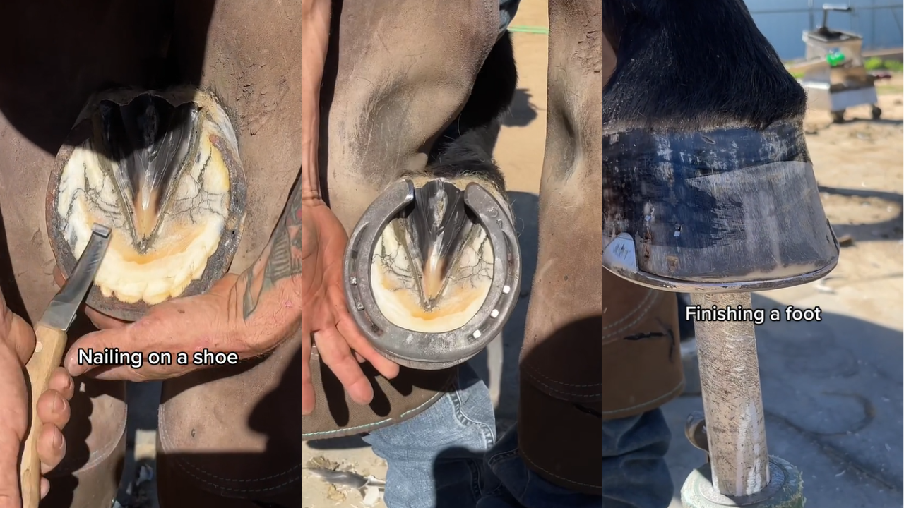 From Dirty to Perfect: The Art of Hoof Care Revealed