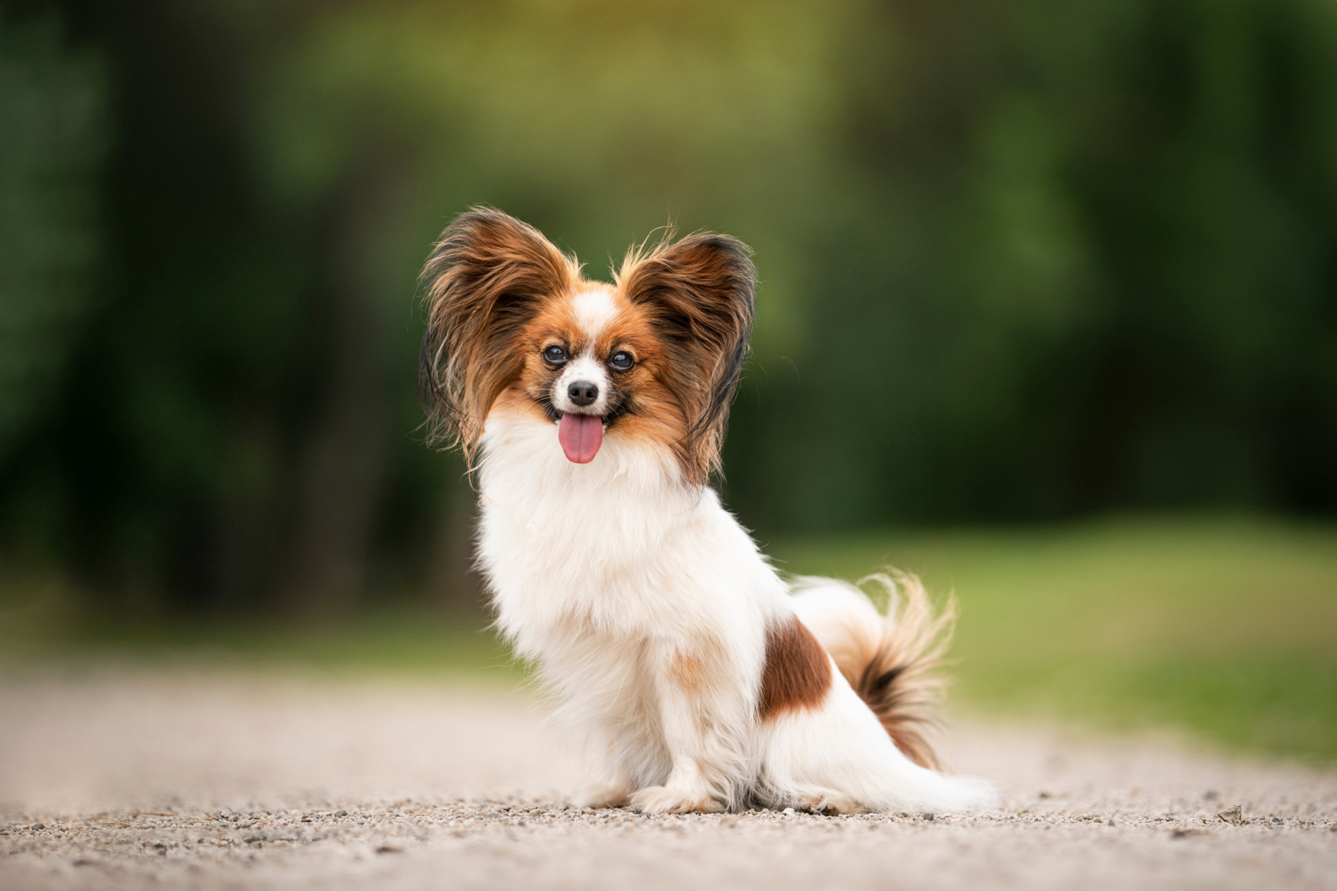 The 30 smallest dog breeds in the world