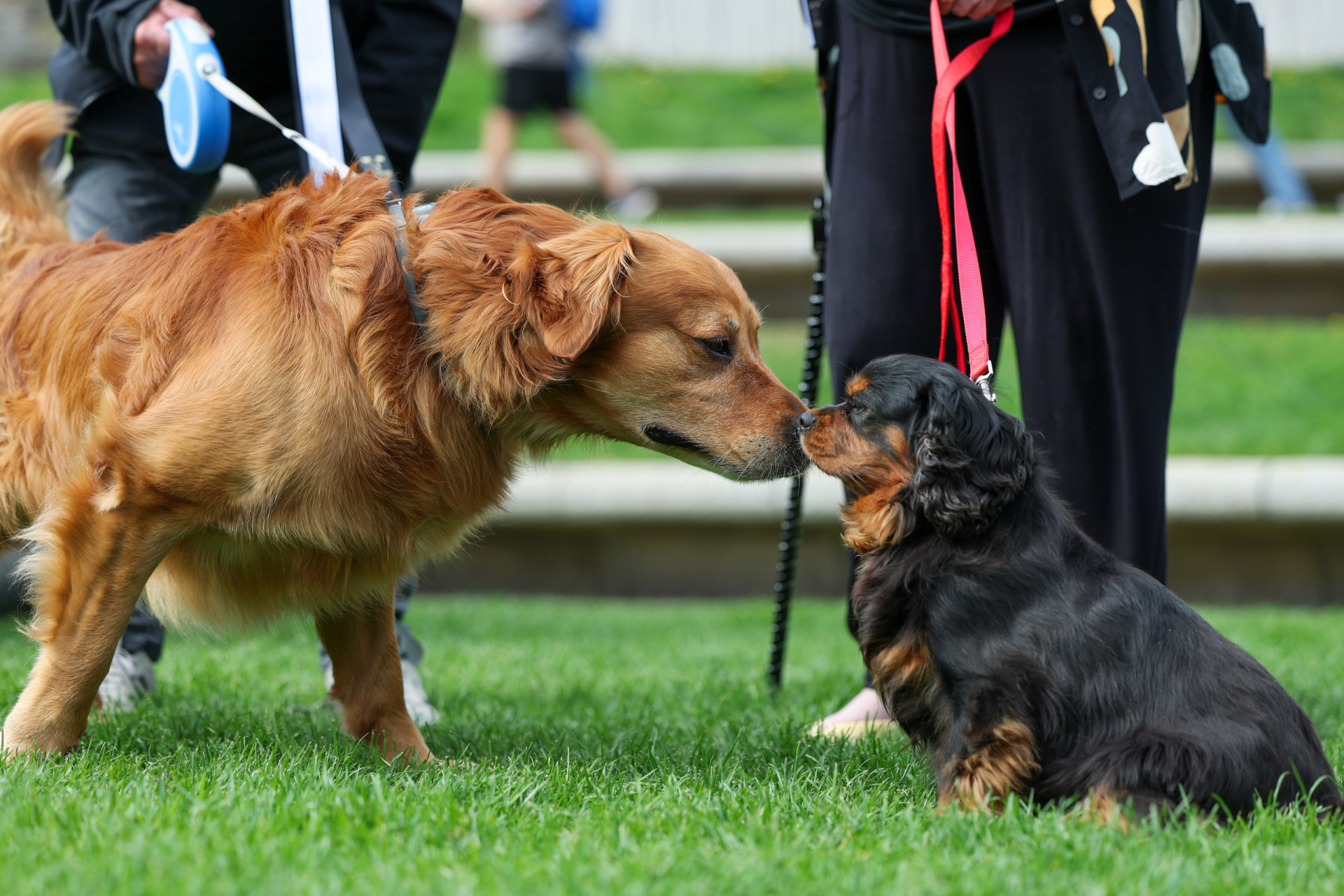 Kan du gætte den mest populære hunderace i de her lande?