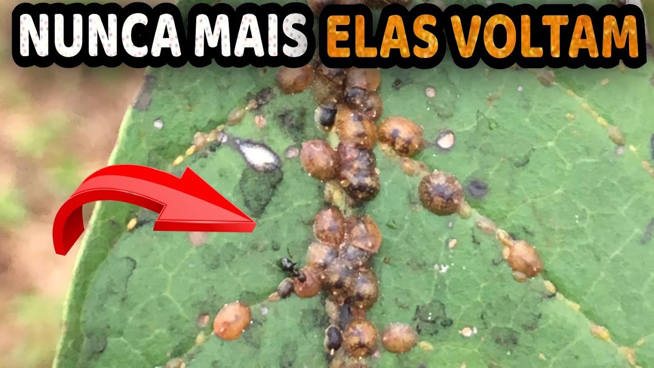 Como Eliminar Cochonilha de Carapaça Definitivamente