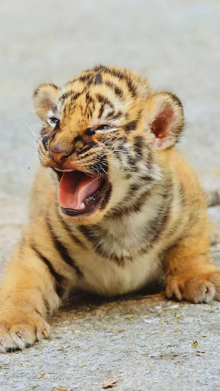 9 orange-coloured animals and where they can be found