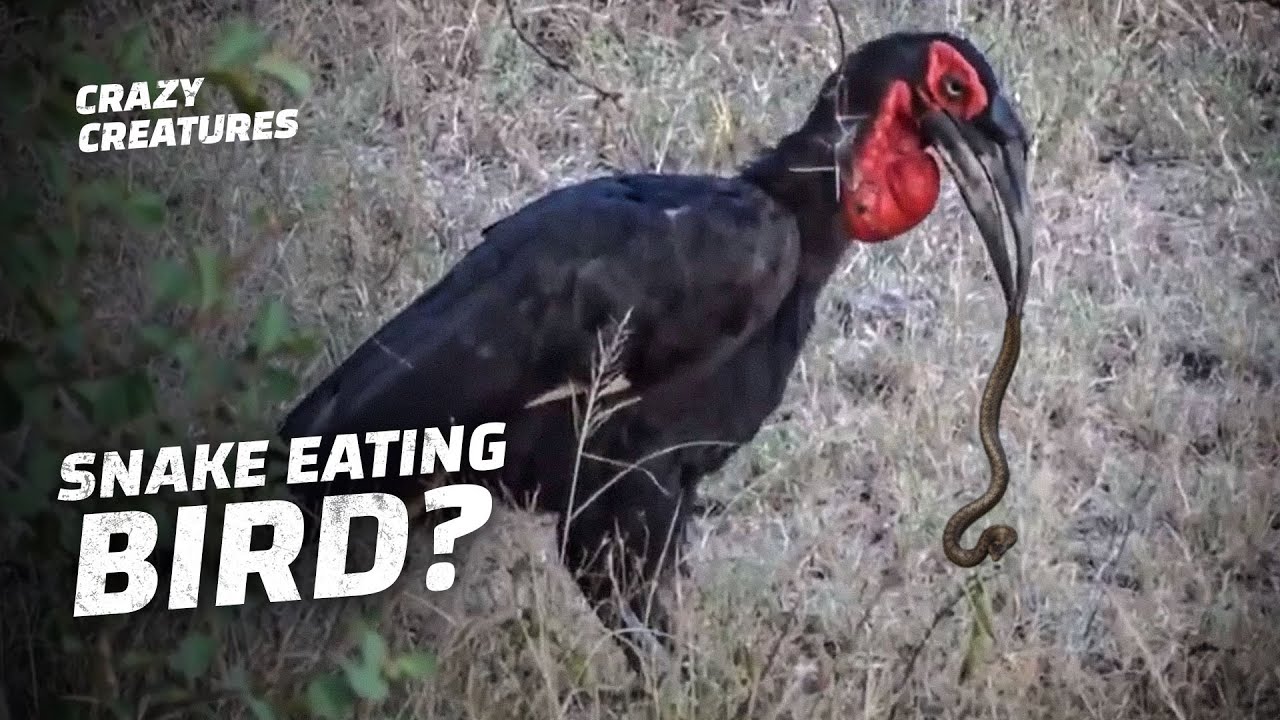 Africa’s Feathered Snake Assassin