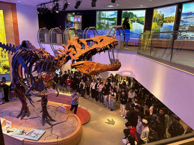 Rare T rex blood vessels found in fossil show how dinosaurs healed injuries