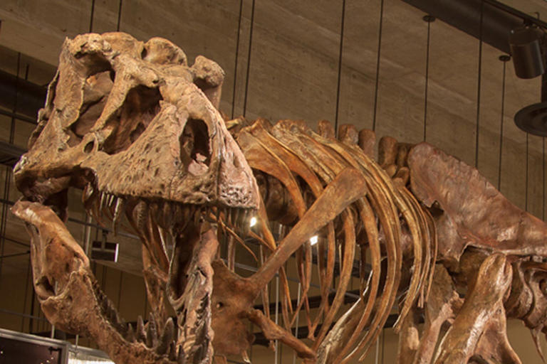 Rare T rex blood vessels found in fossil show how dinosaurs healed injuries