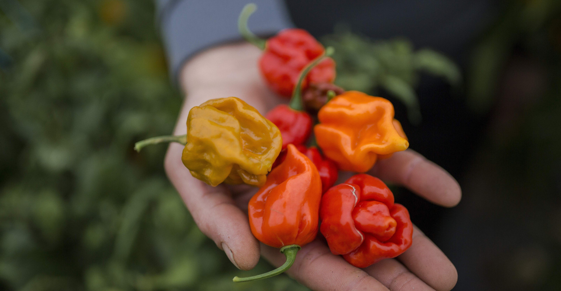 The world’s hottest peppers, and where to eat them