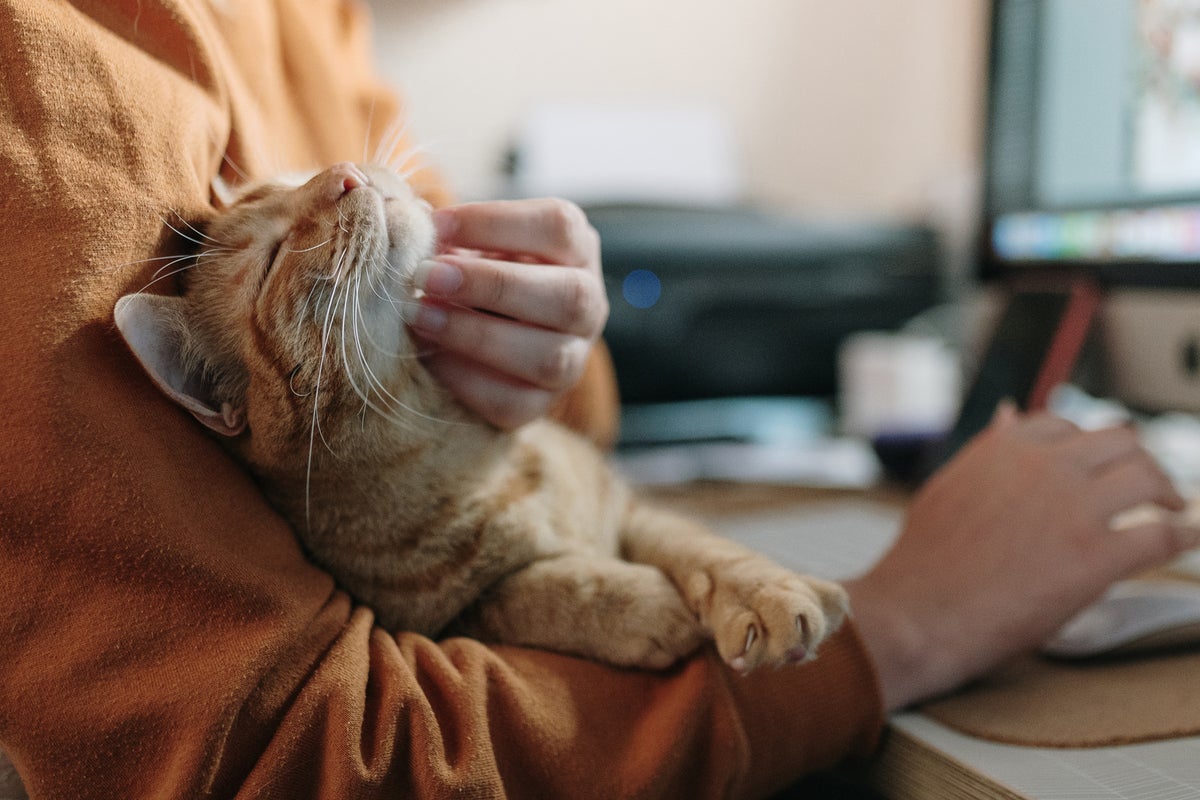 Four ways to tell your cat loves you, from an expert