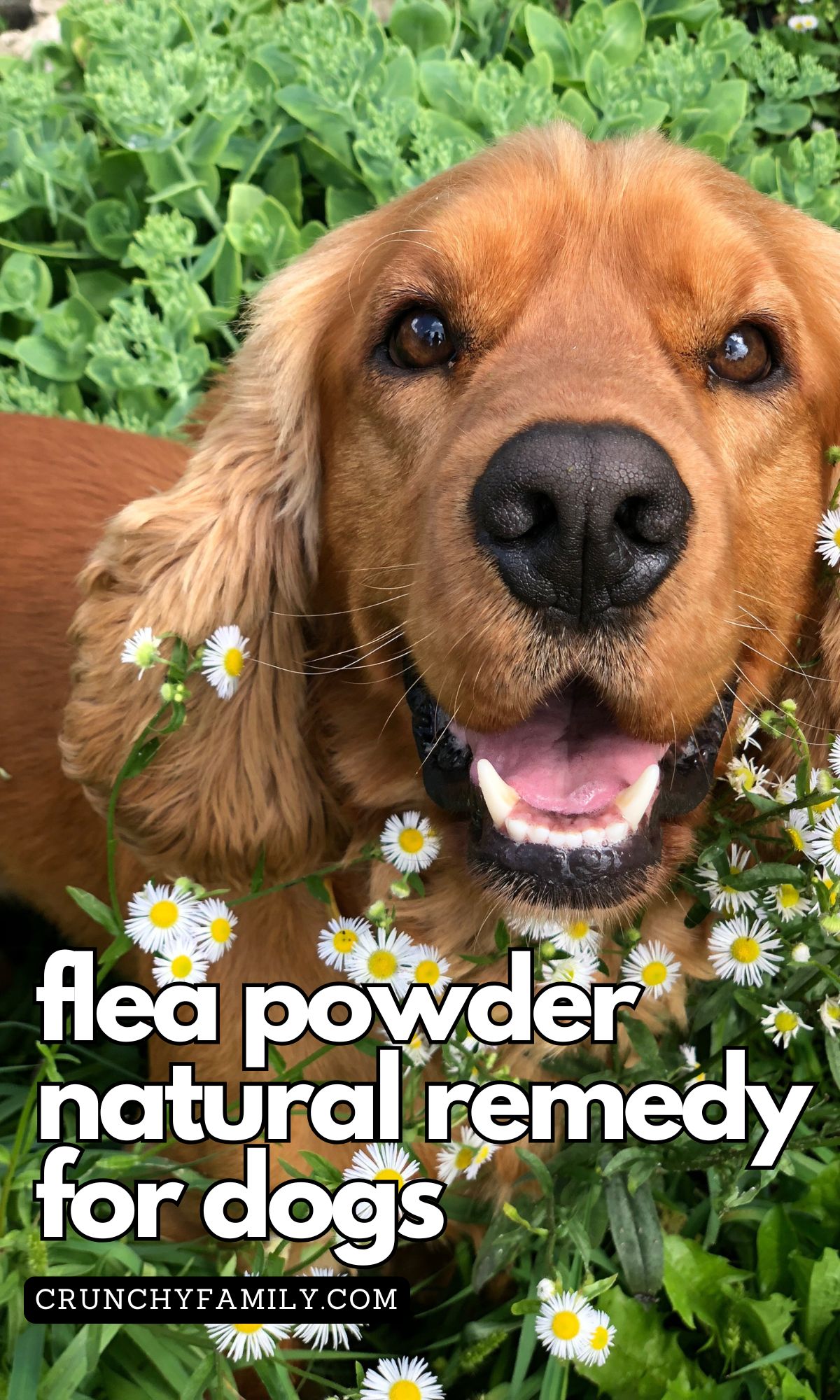 DIY Natural Flea Remedy Powder for Dogs