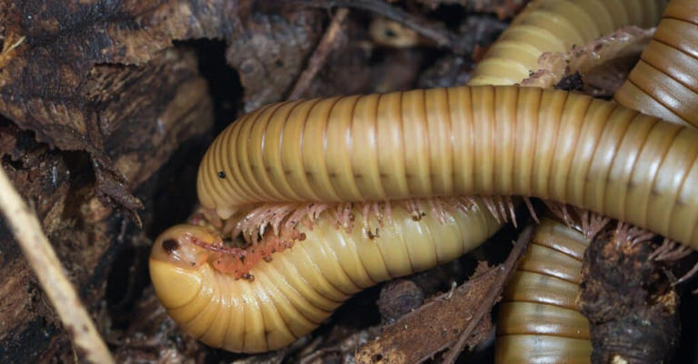 Exploring the Fascinating World of Millipedes: Nature’s ...